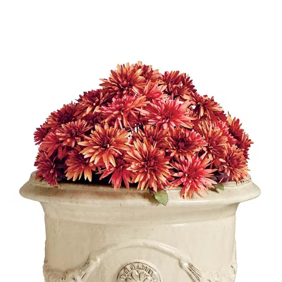 Frontgate Mum Urn Filler In Neutral | ModeSens